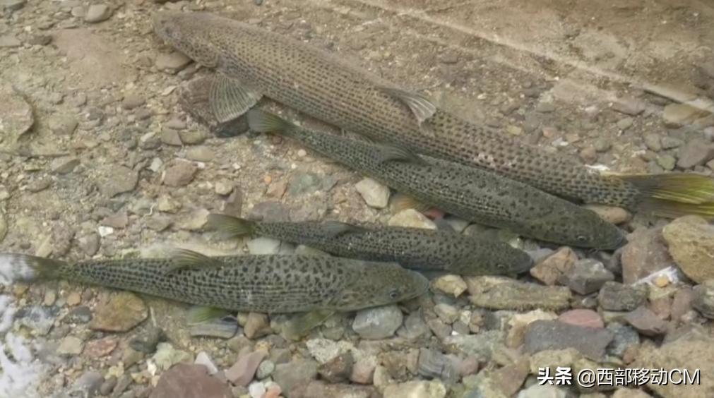 Significant recovery of fish resources in Chishui River, Zhaotong ...