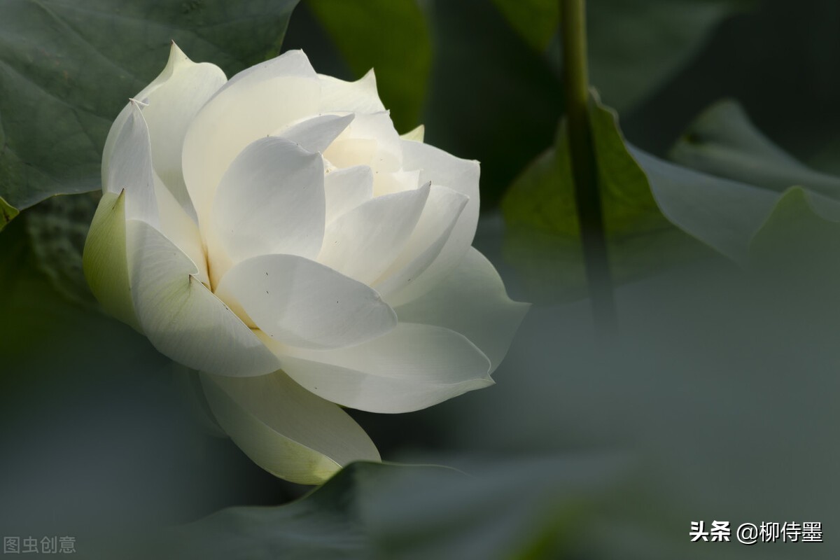 How to shoot lotus photography?22 example pictures to share 5 ...