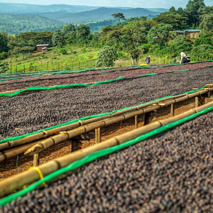 Sidham Oiran Coffee Bean Name Origin - iNEWS