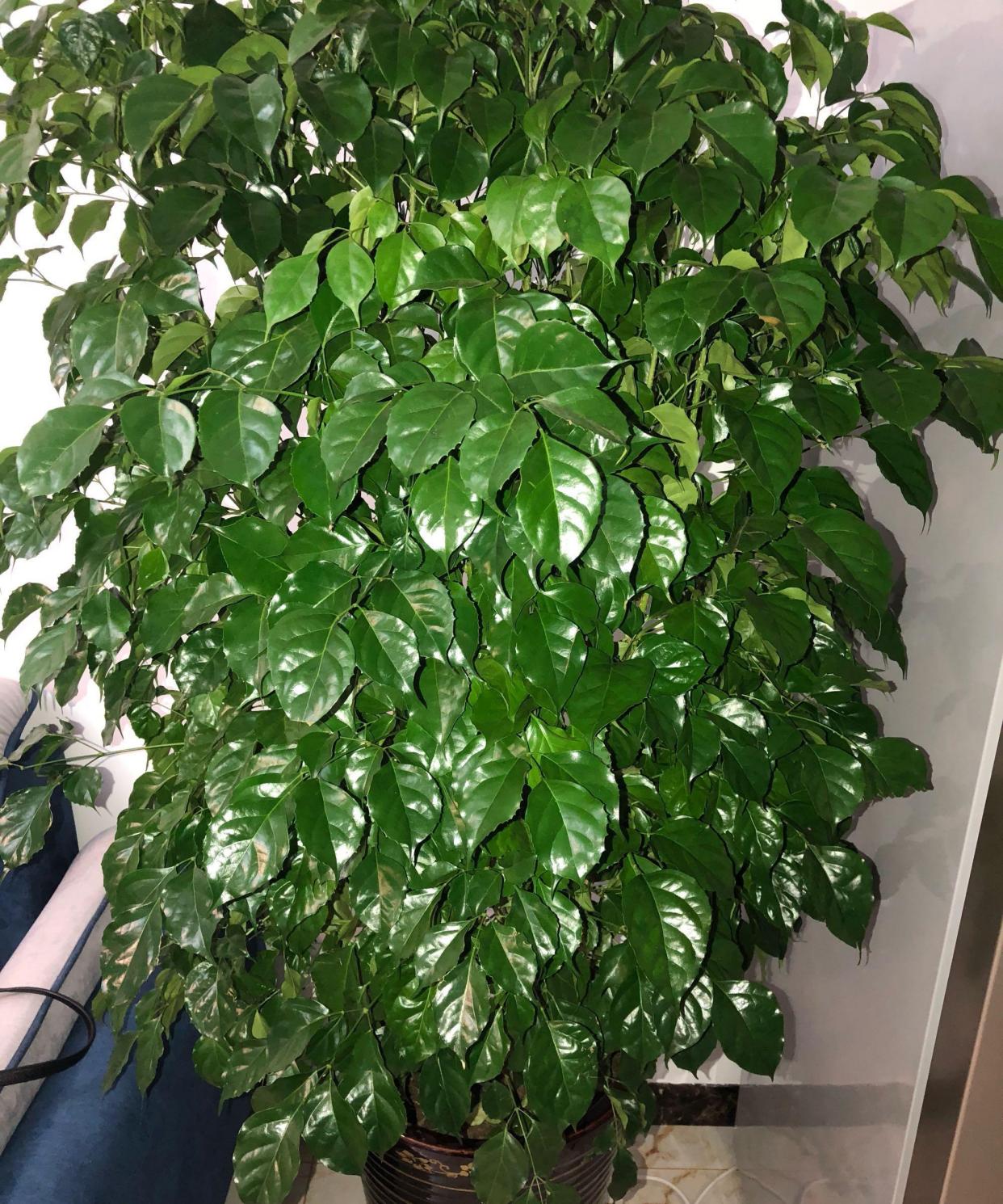 "Three Don'ts" for cultivating Happy Trees, make sure the leaves are ...