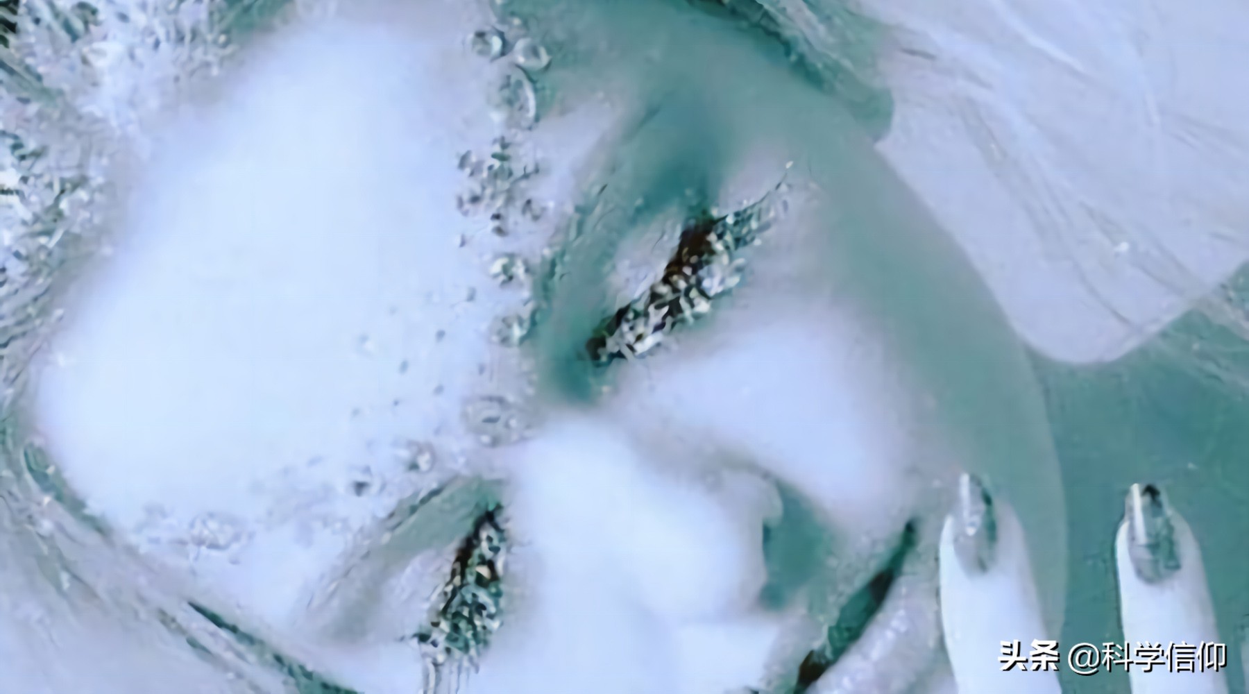 Ancient creatures that have been frozen for tens of thousands of years ...