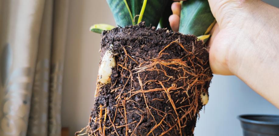 Raising tiger piran, do this before and after the winter, the new ...