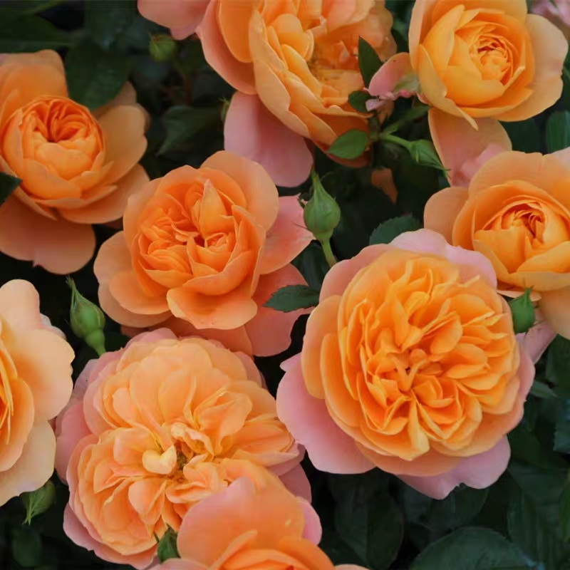 Ten rose varieties with different shapes and colors. There is always ...