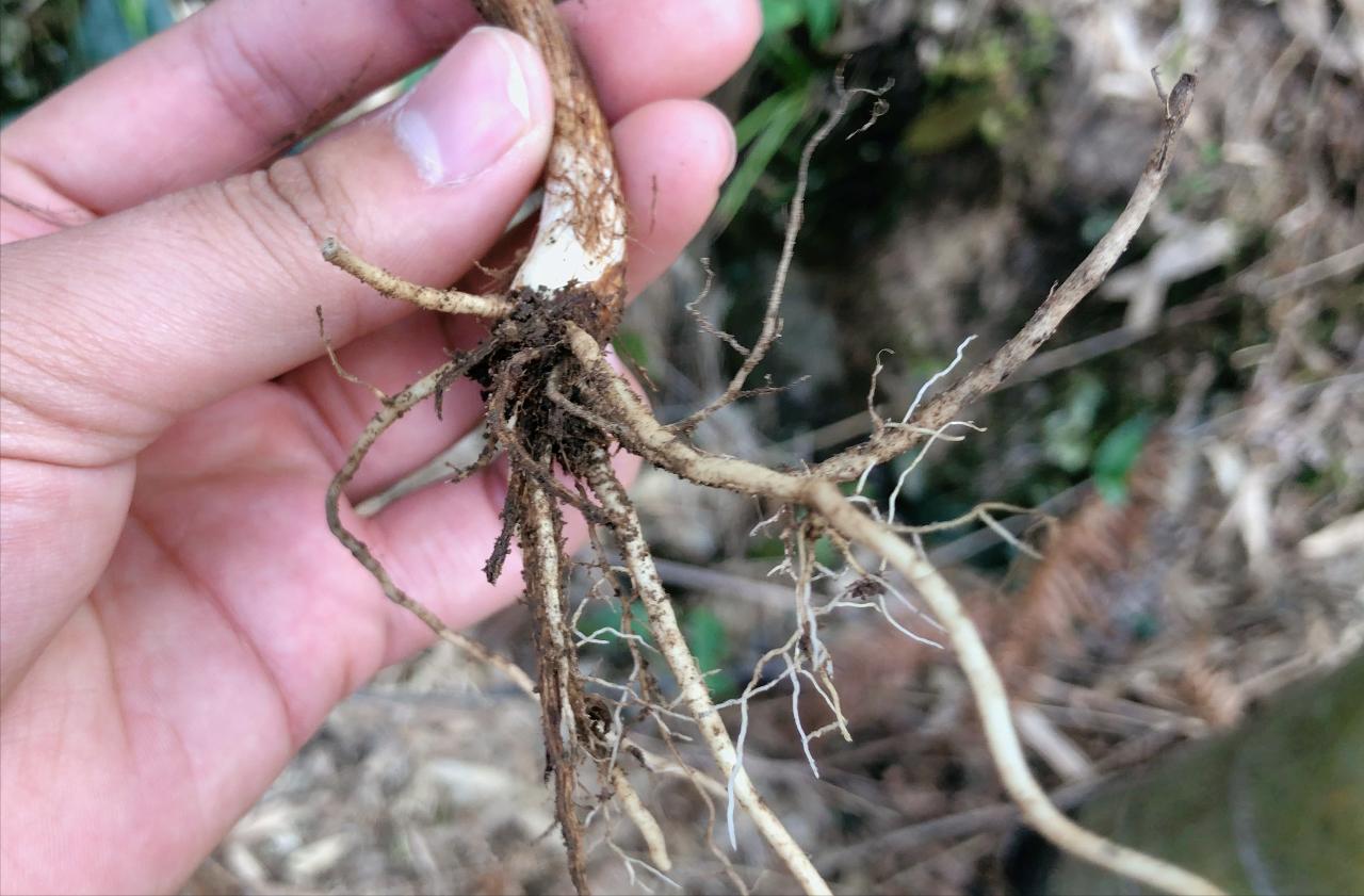 The roots and stems of this plant in rural mountains can be used as ...