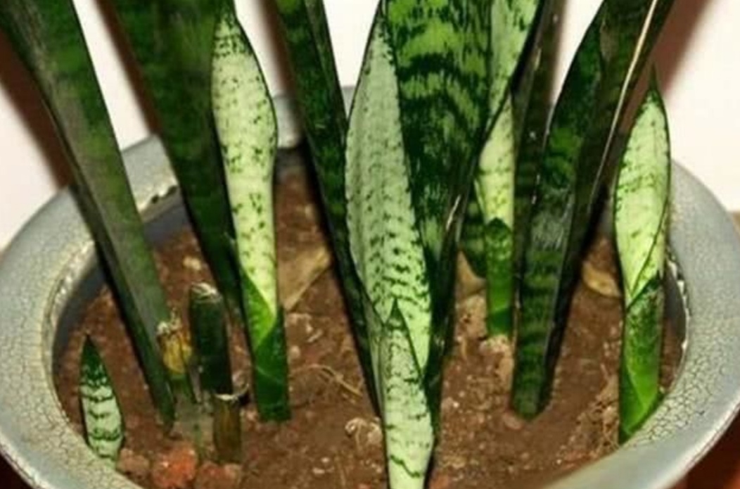 Tiger Pilan loves to drink "three kinds of water", and it is often used ...