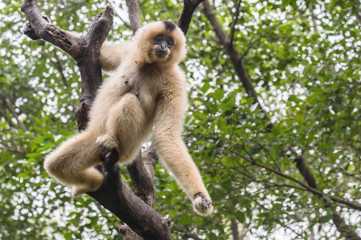 It happened in Yunnan!For the first time, gibbons are found preying on ...