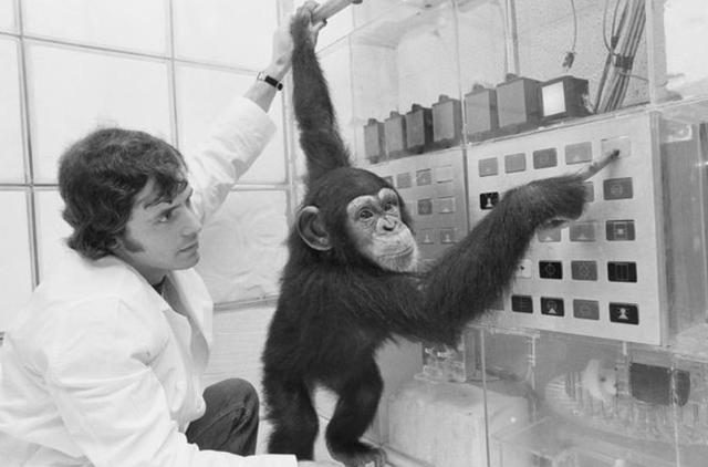 In the "cross-breeding" experiment with chimpanzees, five human women ...