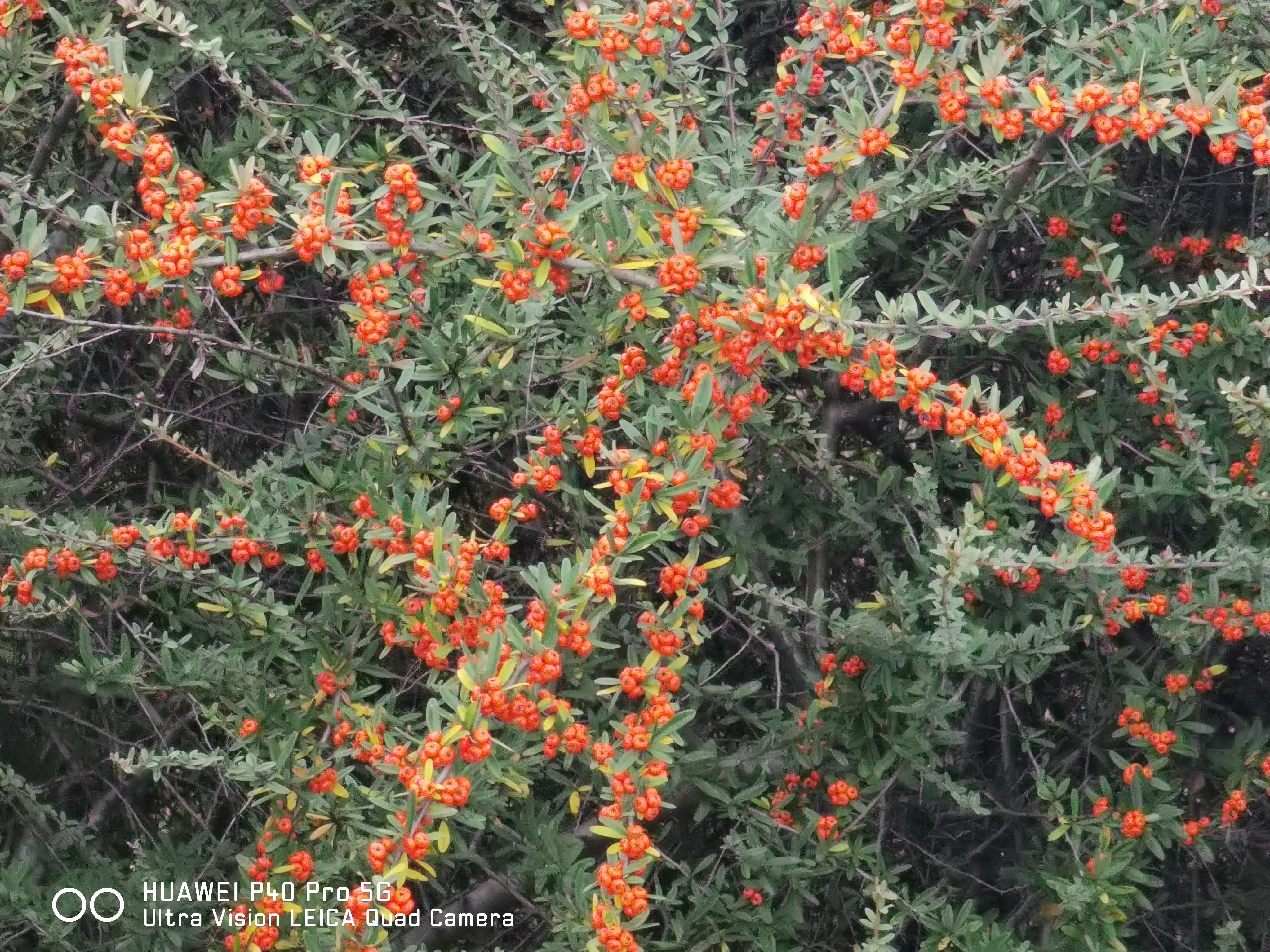 Torch fruit (Pyracantha) - iNEWS