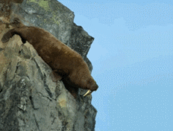 100,000 walruses were driven to a dead end, 250 fins climbed the 80 ...