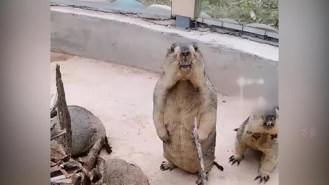 Uncle Han talks in black talk and talks about the shaved rat in the ...