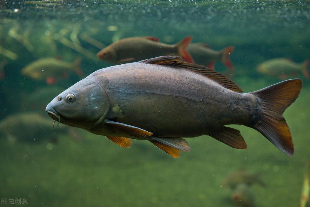 German mirror carp invaded the Yellow River and hybridized with ...