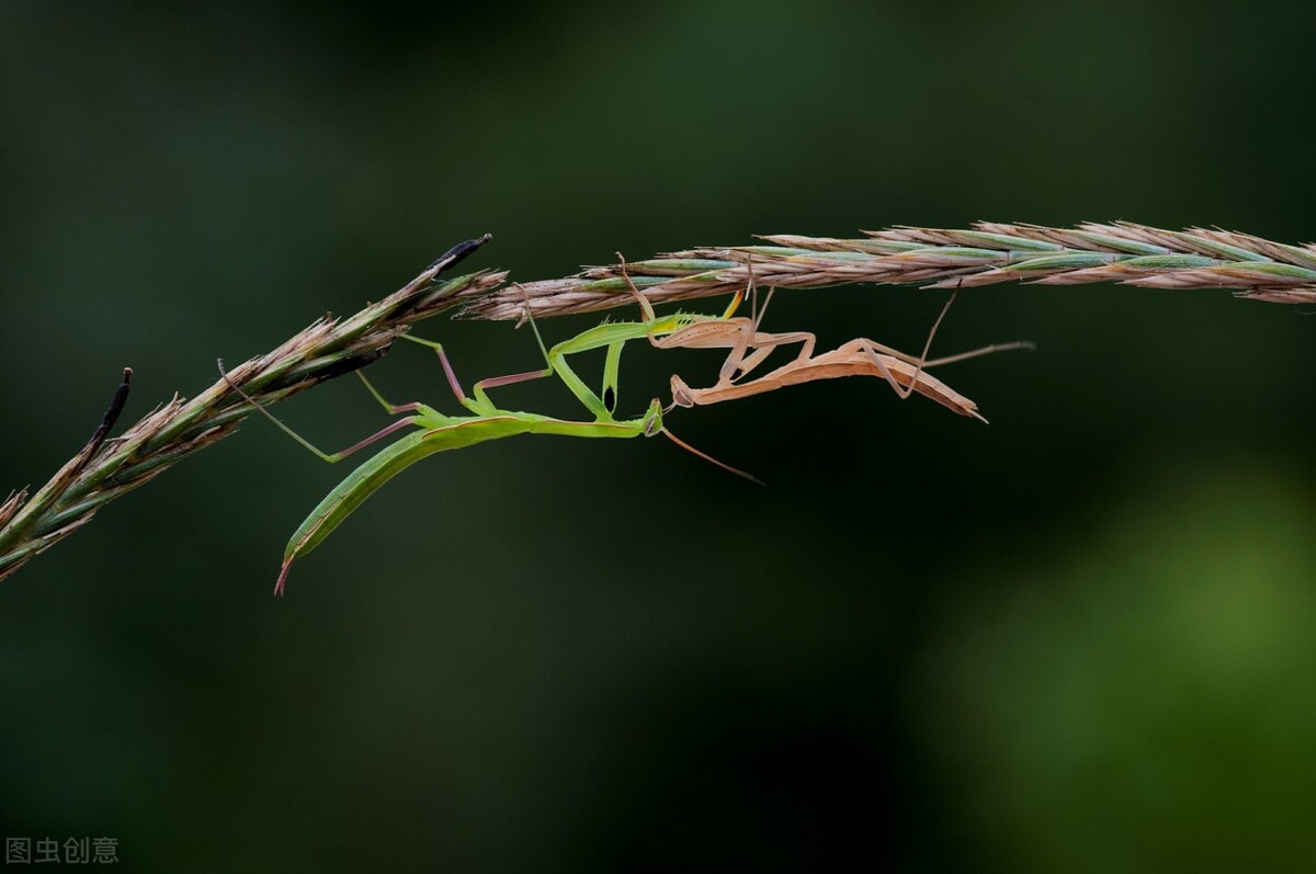 After the mantis mates, why does the mother mantis eat her husband ...
