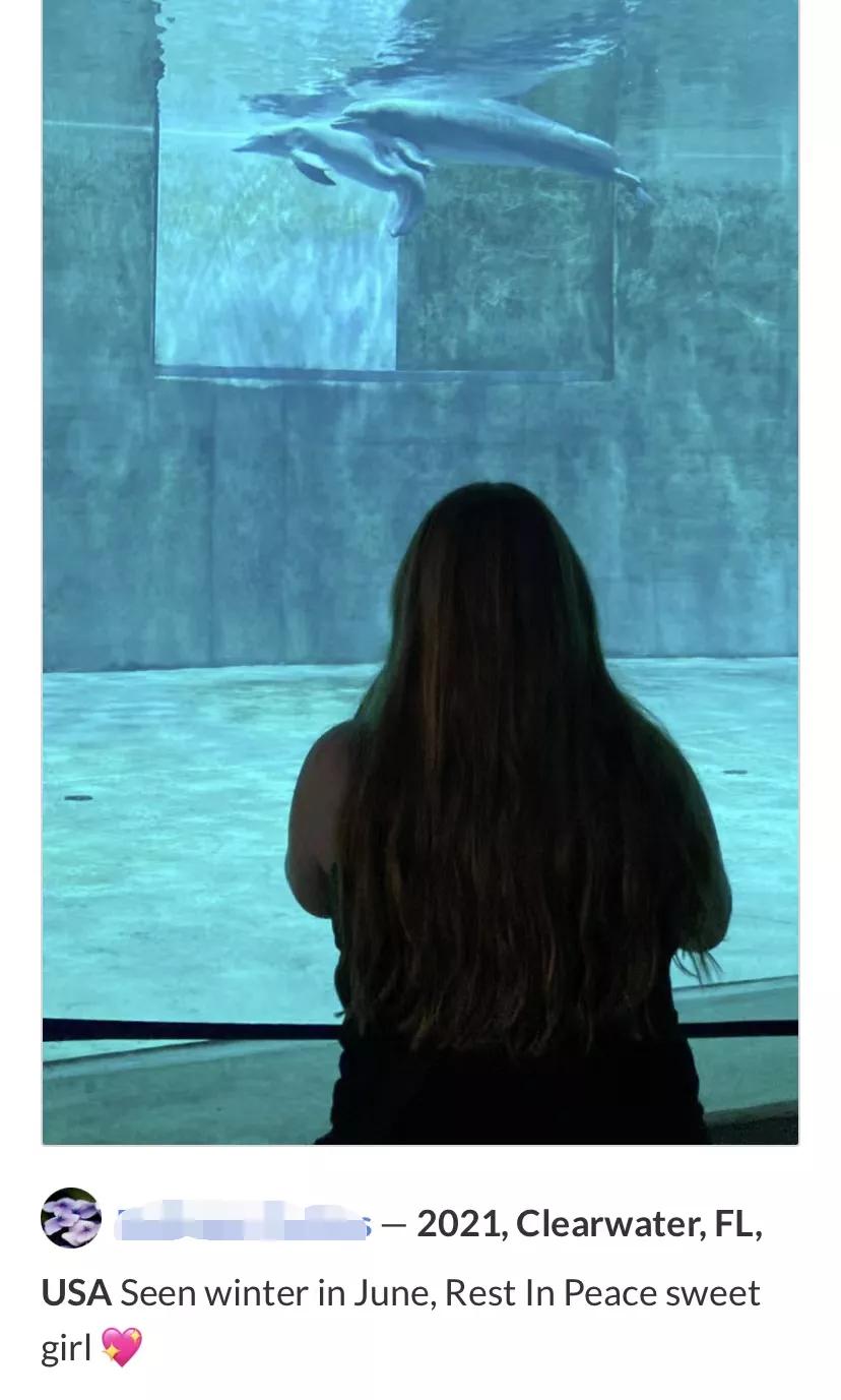 Tears!The 16-year-old disabled dolphin "Winter" passed away!Netizen ...