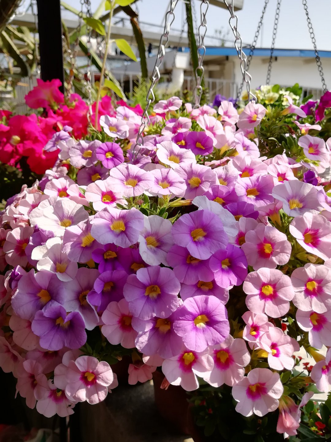 These "three kinds of flowers" are small experts in diligent flowers ...