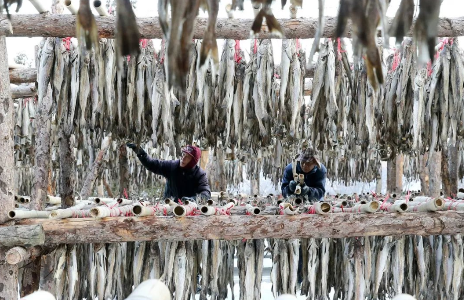 South Korea's "life-saving fish" can be eaten in any part. Why are ...