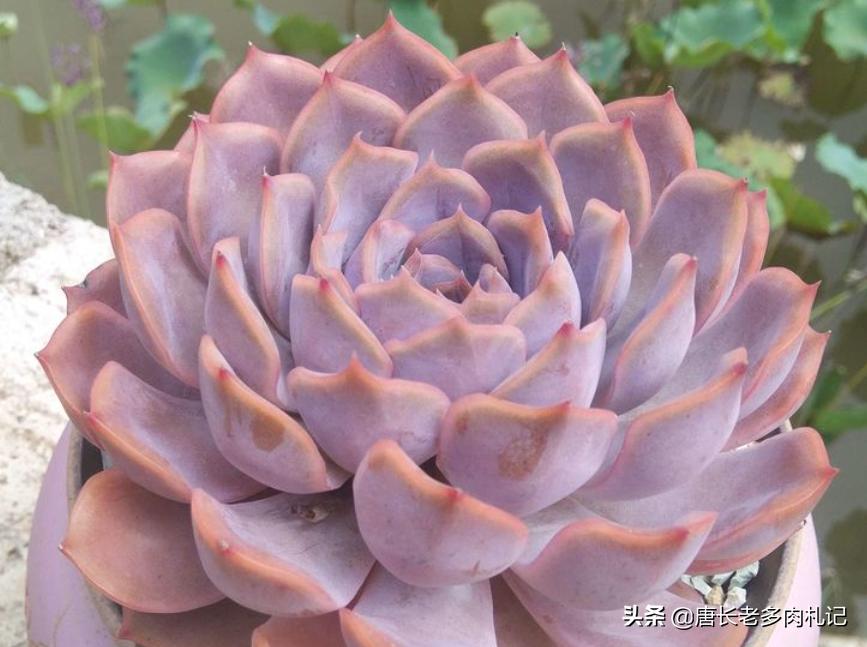 Lucina is very succulent-not afraid of high temperature exposure in ...