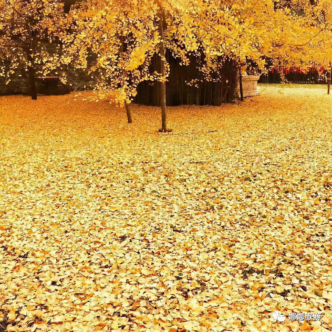 A ginkgo tree in Xi'an, beautiful for 1400 years - iNEWS