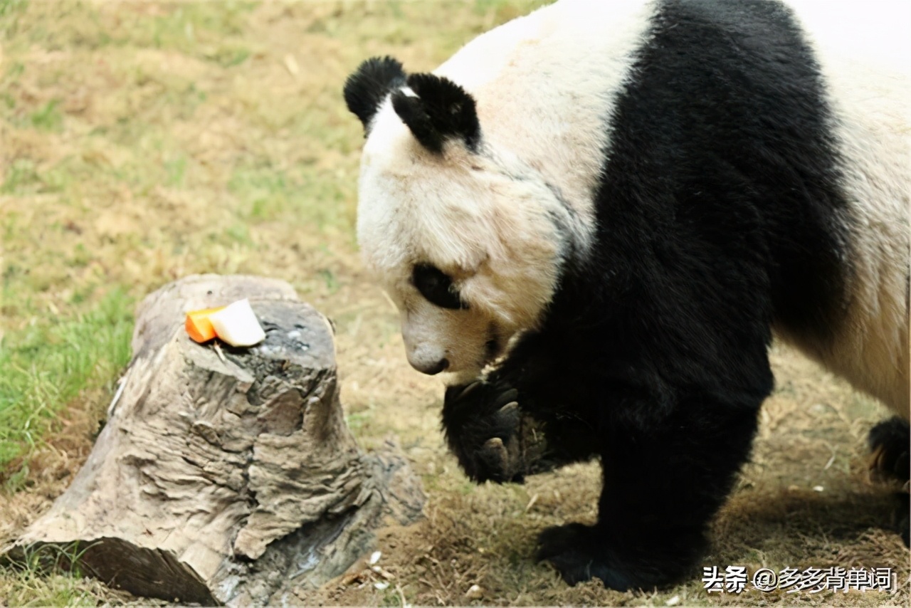 The only known albino panda in China - iNEWS