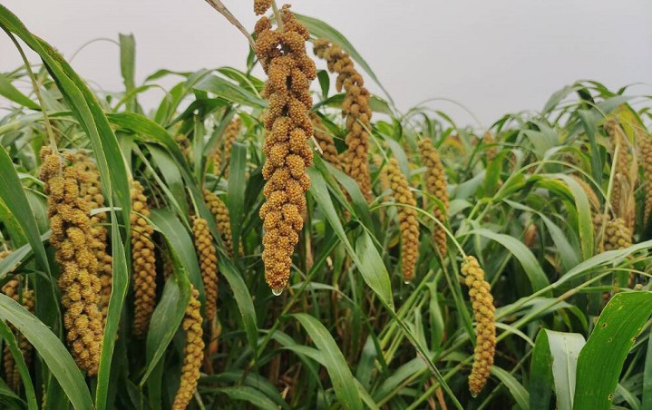 Where is the best millet in China?Please recognize these 4 producing ...