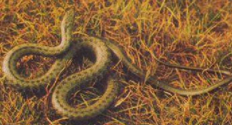 Hot Spring Snake: "Survivor" in Adversity! Unique to China?Only ...