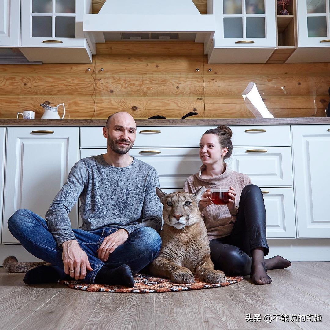 Raising a cougar is not exaggerated enough, but also raising a cheetah ...