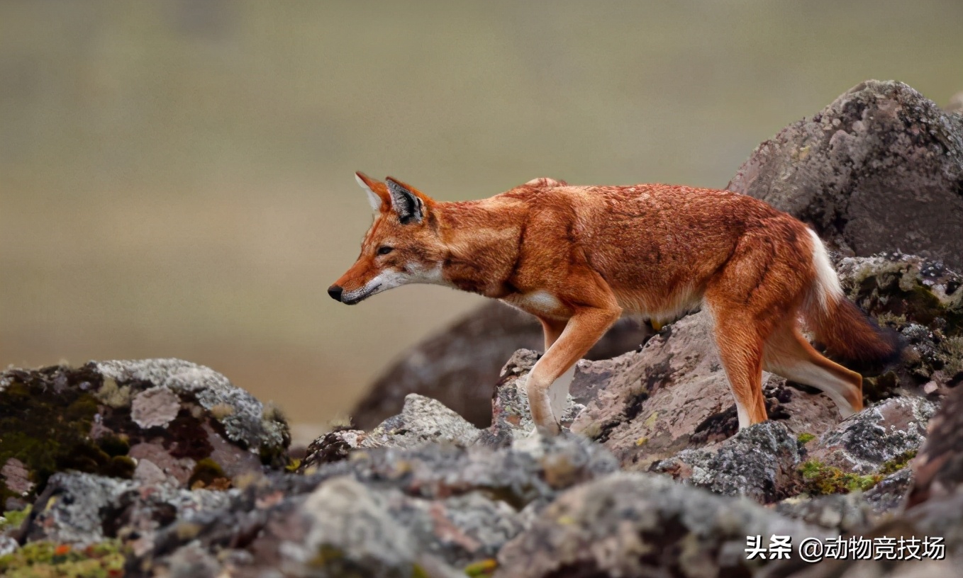 The wolf in fox skin is also the most endangered wolf species in the ...