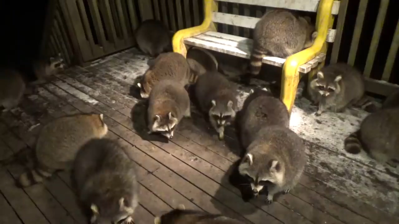 Cute or scary? Dozens of fat raccoons "like a group of zombies", the ...
