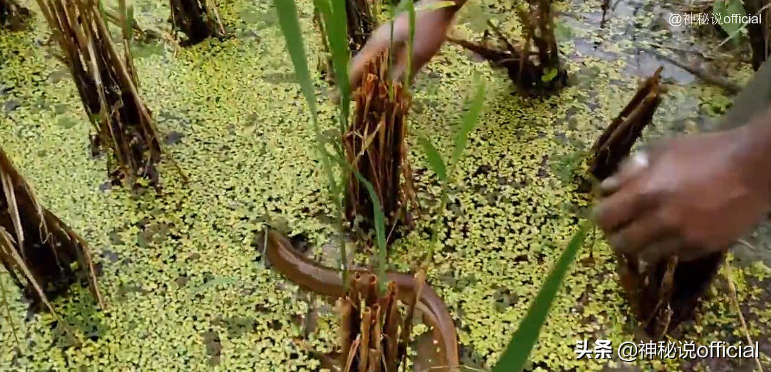 Japanese teachers "witnessed kappa" and took photos as evidence ...