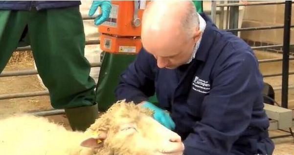Is Dolly, the world's first cloned sheep, still alive? - iNEWS