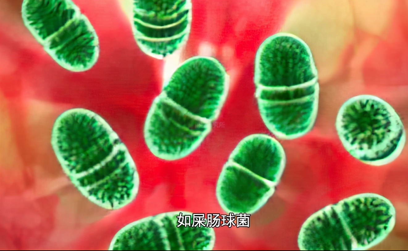 The intestines are the second brain?7 secrets about the intestines - iNEWS