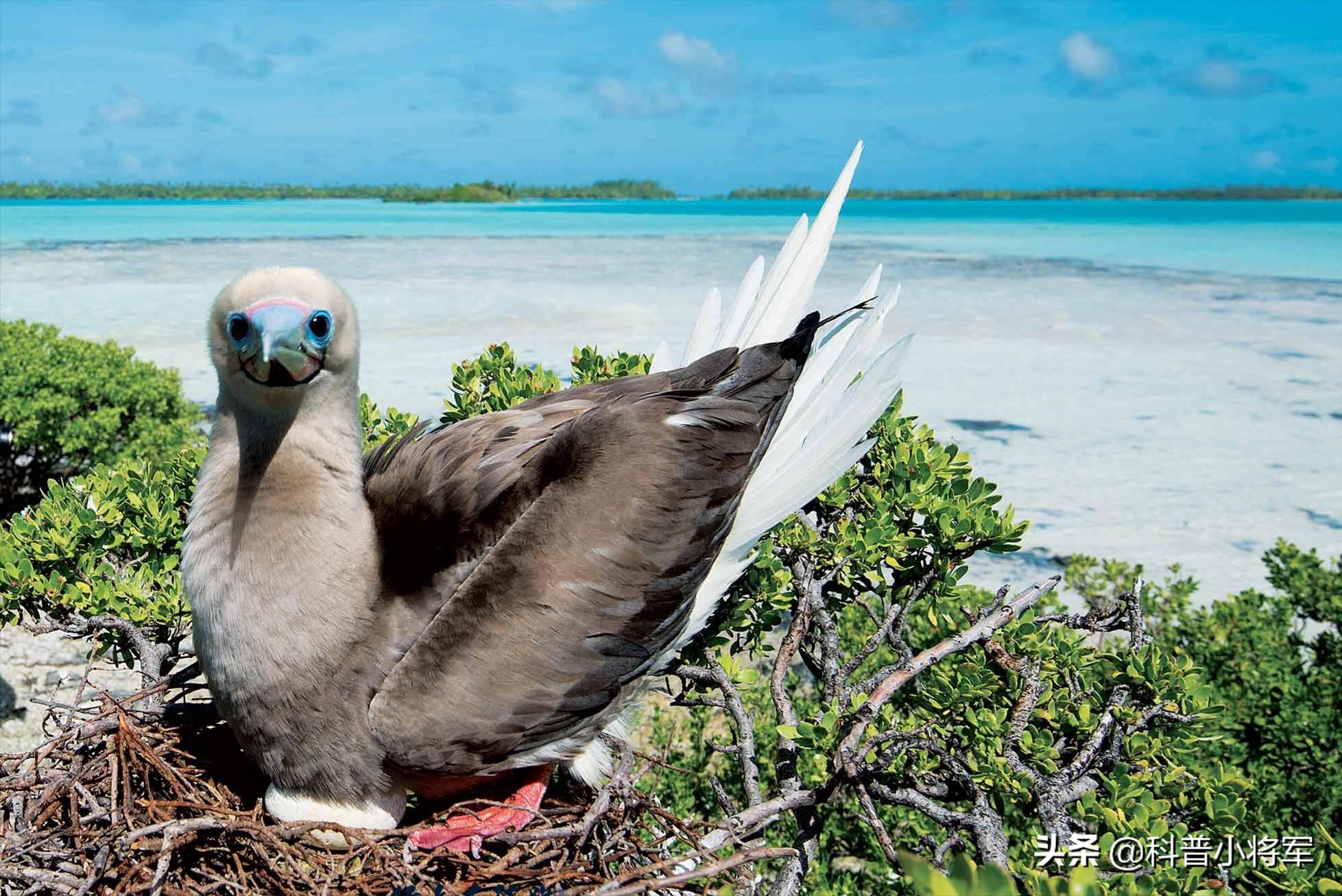 Nauru, the fattest country in the world, has become the world's nouveau ...