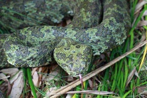 Mangshan Iron-headed Snake: The "Little Green Dragon" in the hearts of ...