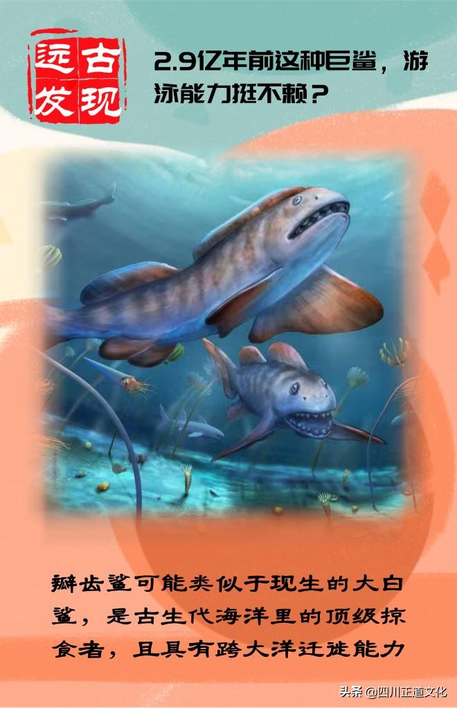 China first discovers prehistoric ferocious shark fossil 290 million ...
