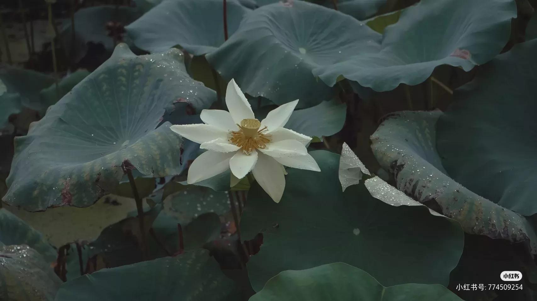 Yuefu poem "Jiangnan": Experience the beauty of lotus-picking in the ...