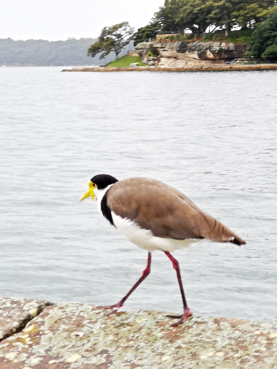 Australian durian bird with super distinctive looks - iNEWS