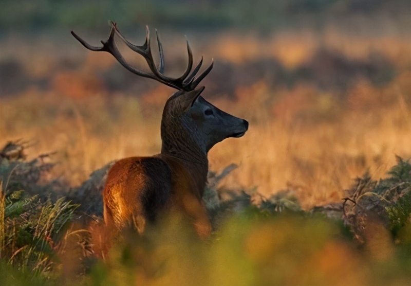 Tarim deer, Xinjiang unique, extremely rare - iNEWS