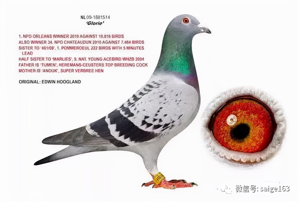 World fast pigeon breed-Leo Hereman - iNEWS