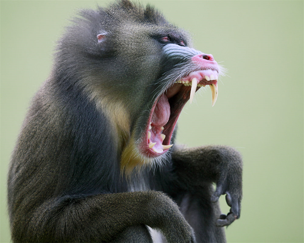 Mandrill appeared in Xiangxi?The nose is like a pig, and it has a ...