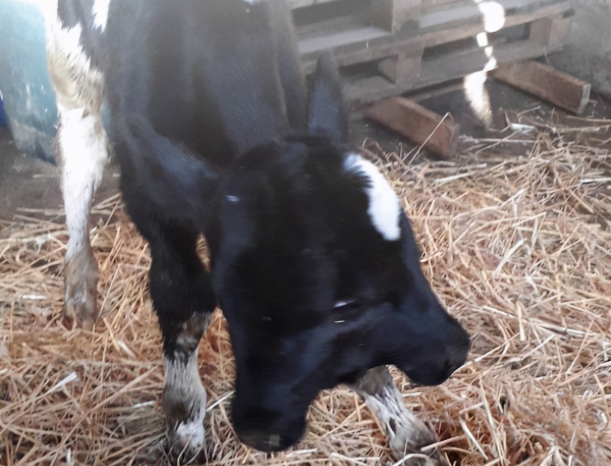 There are two-headed cow cubs in North Macedonia with 4 eyes and 2 ...