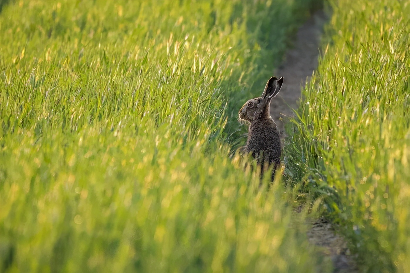 兔子只能在3秒內結束配對地悲傷理由 - 資訊咖