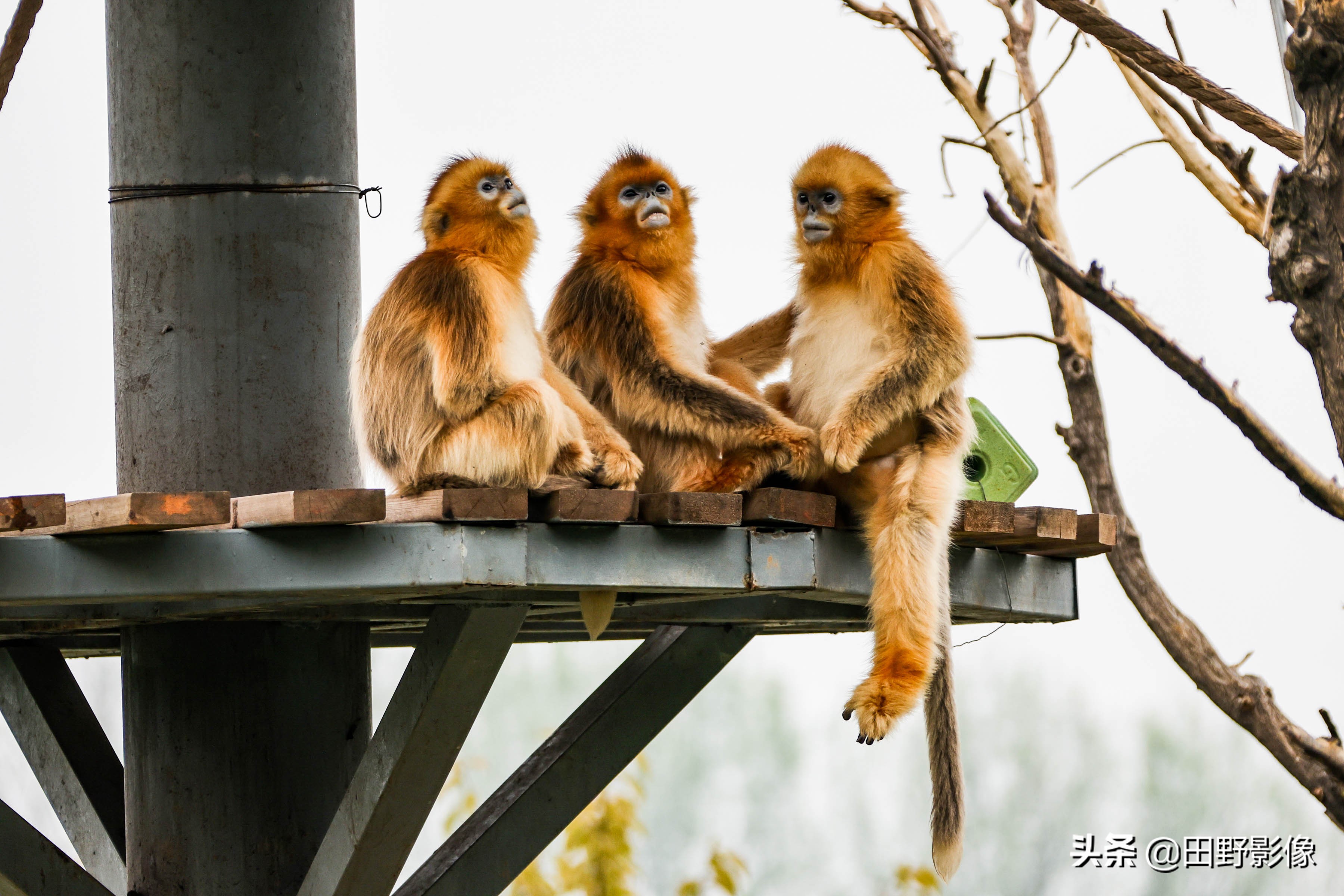 The new landmark of popular science in Shaanxi, Qinling Sibao Science ...