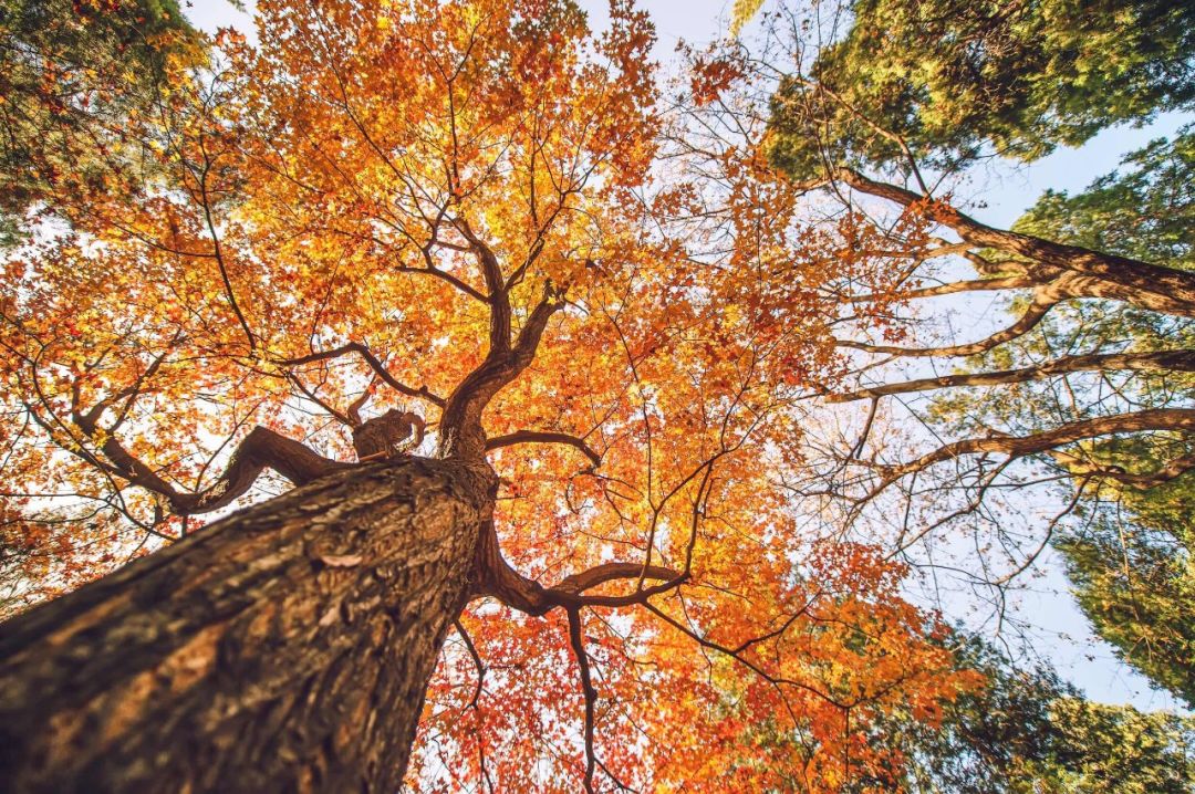 The 10 most beautiful autumn poems - iNEWS