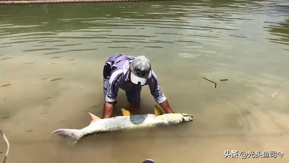 When the "water overlord" black fish meets the "water tiger" black fish ...