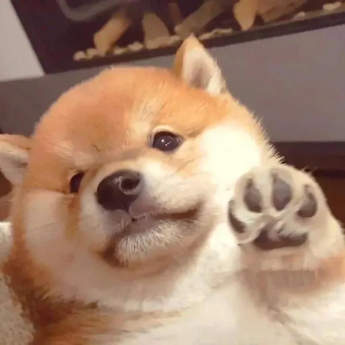 Shiba Inu avatar~ - iNEWS