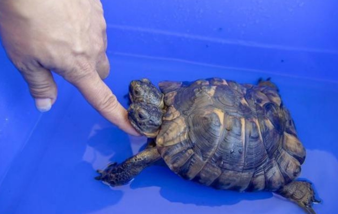 Mutant species reappear in Japan!This time it is a "two-headed turtle ...