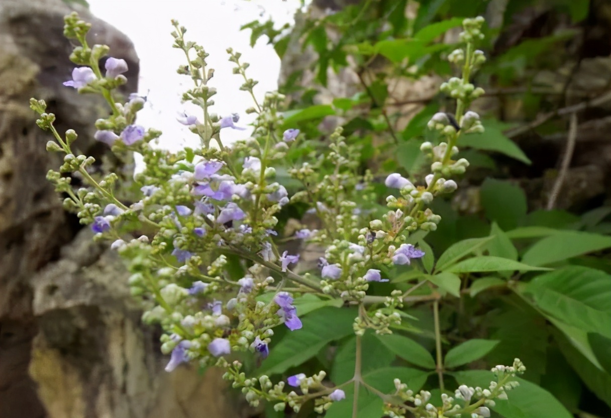 When the Dragon Boat Festival arrives, 3 kinds of plants make homemade ...
