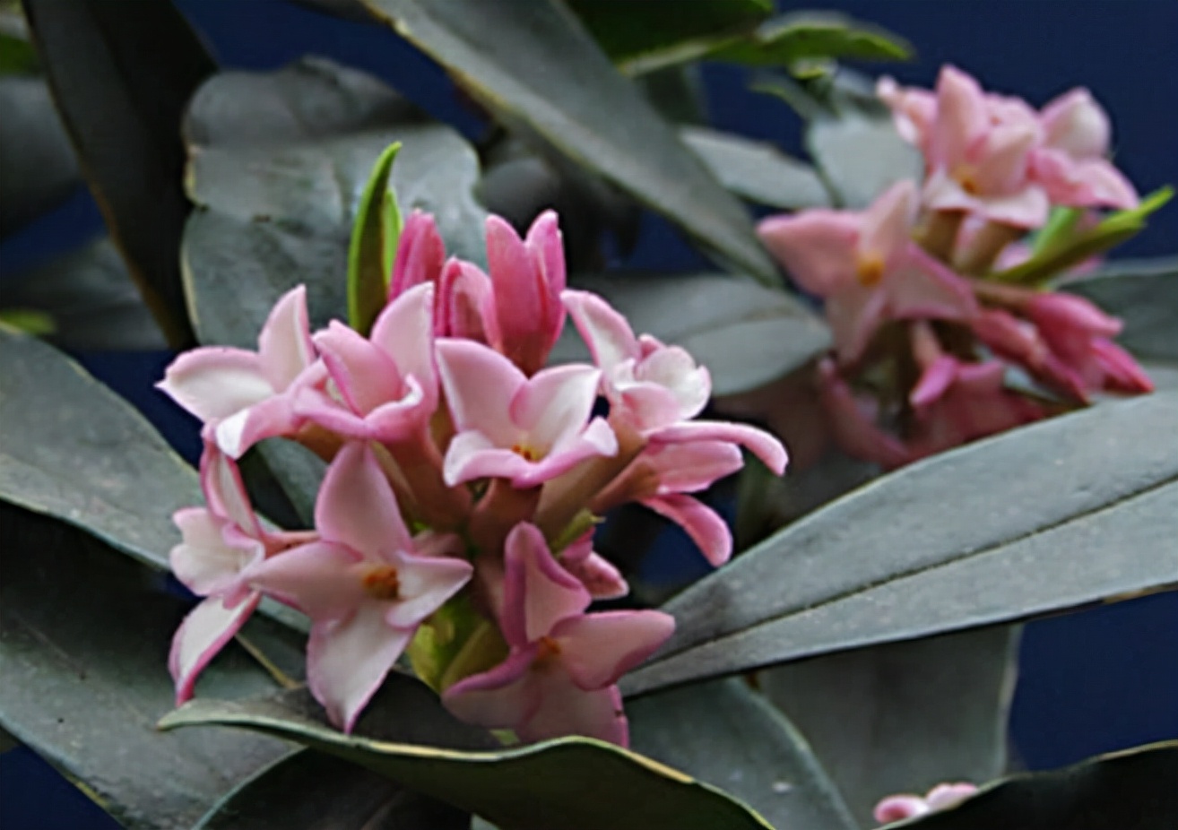 I bought Phnom Penh Ruixiang flowers online, and I want to stay alive ...