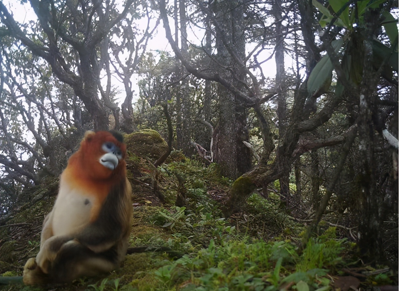 "Monkey King" appeared!50 golden monkeys "group" to visit the Giant ...