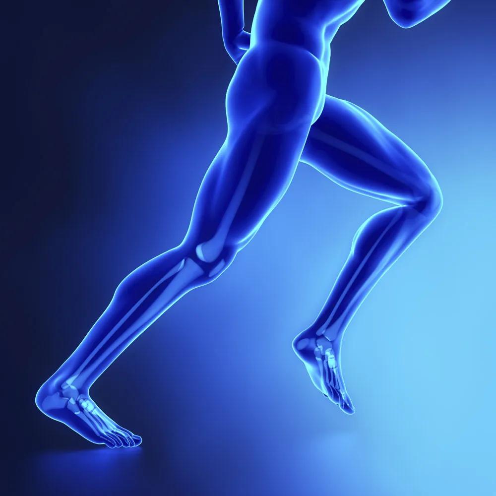 How to classify the 206 bones of the human body? - iNEWS