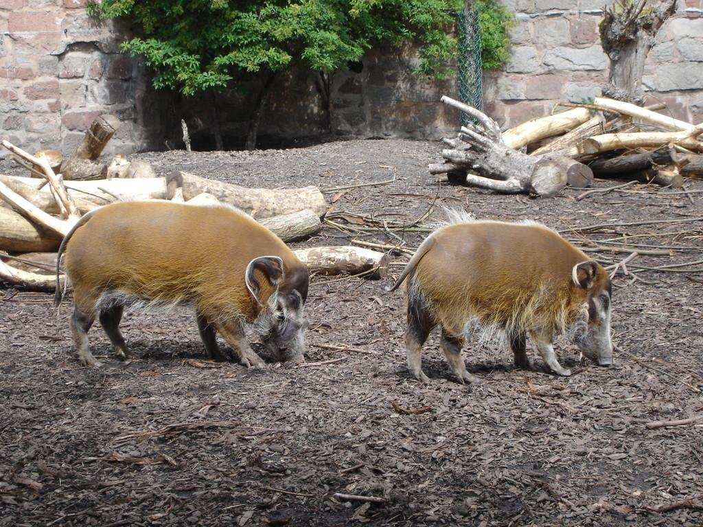 African red river pigs are disaster, the reproductive power is ...